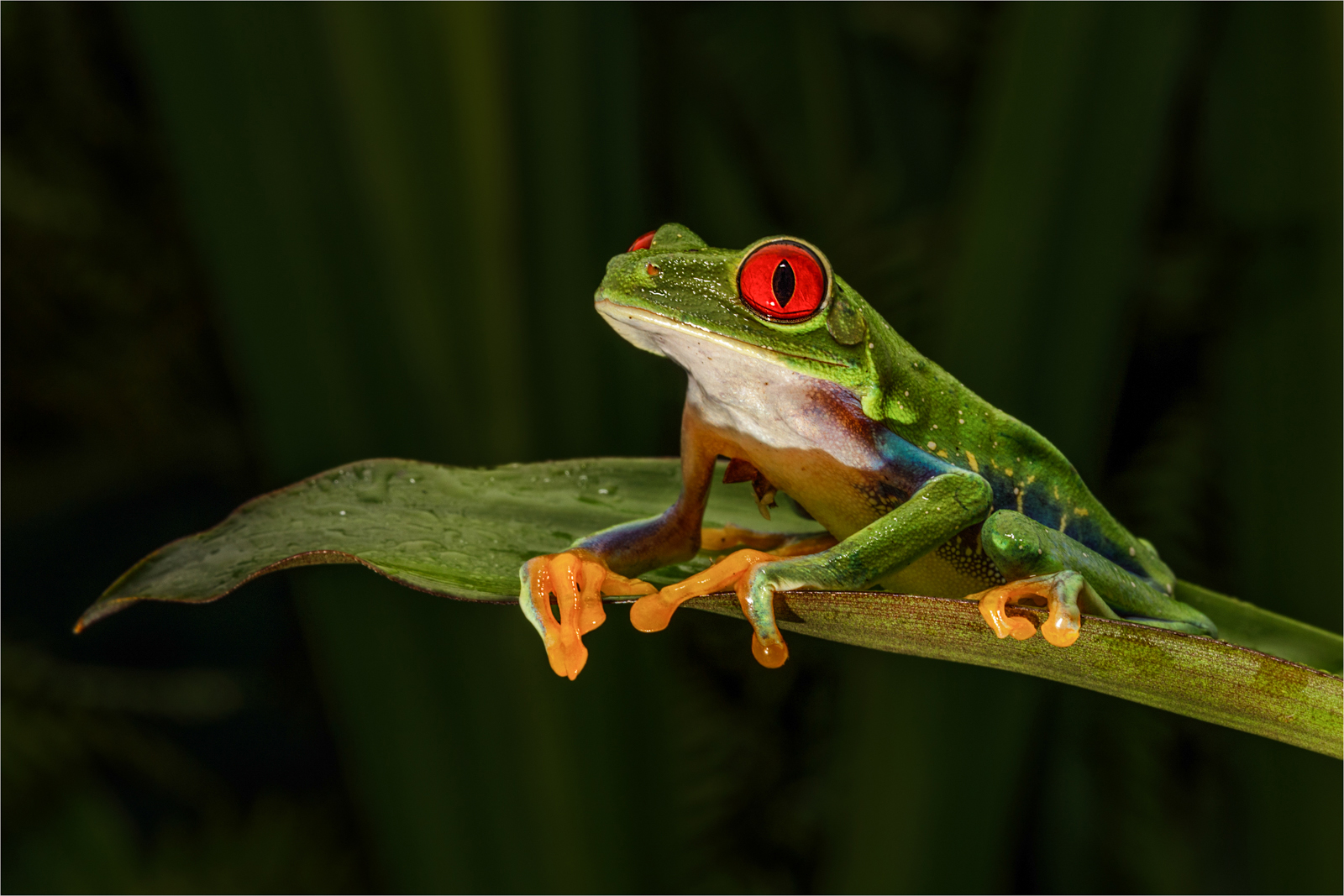 KEVIN PIGNEY – Red Eyed Tree Frog – Ely Photographic Club